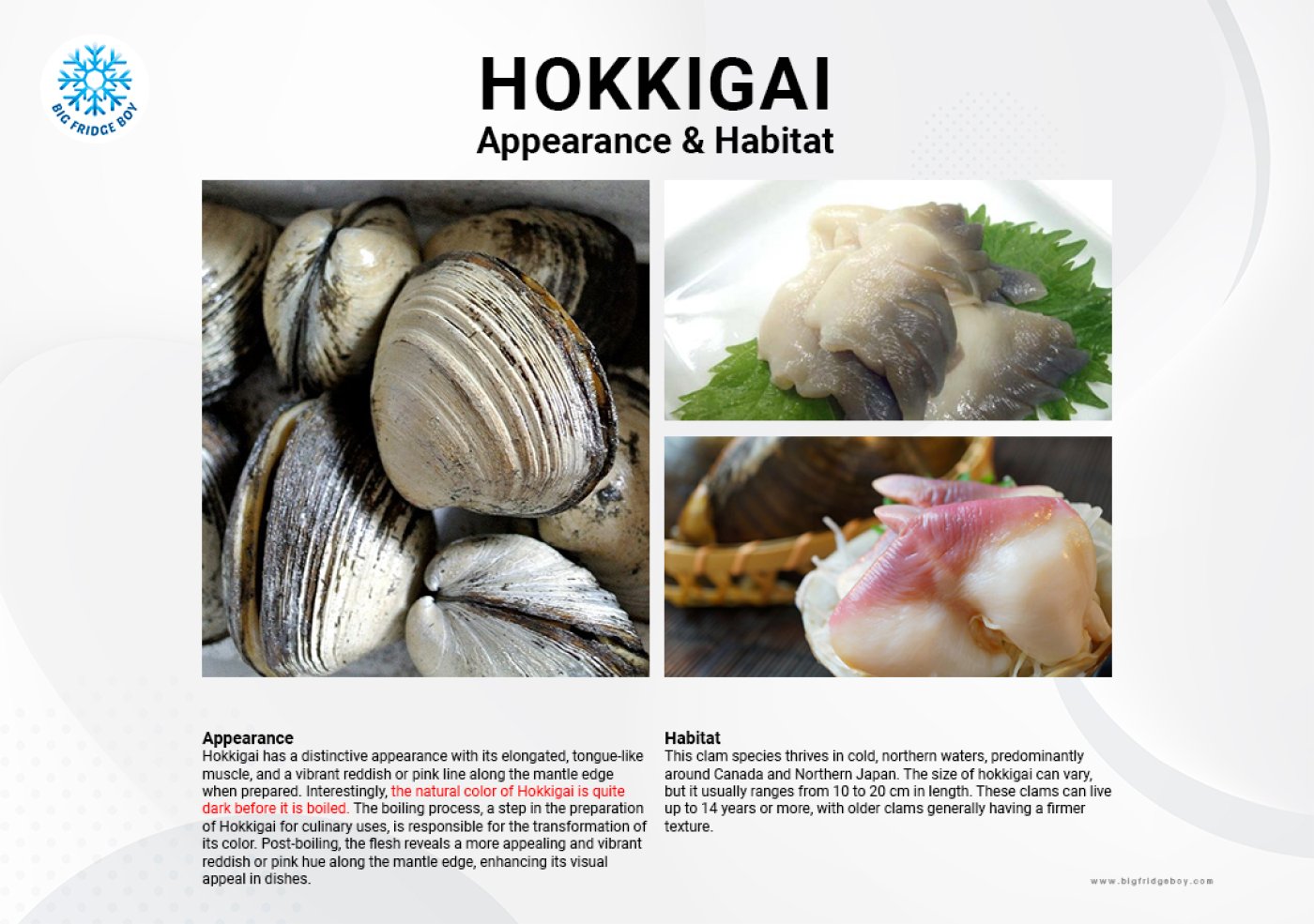 Hokkigai (Surf Clam): A Culinary Gem from the Sea