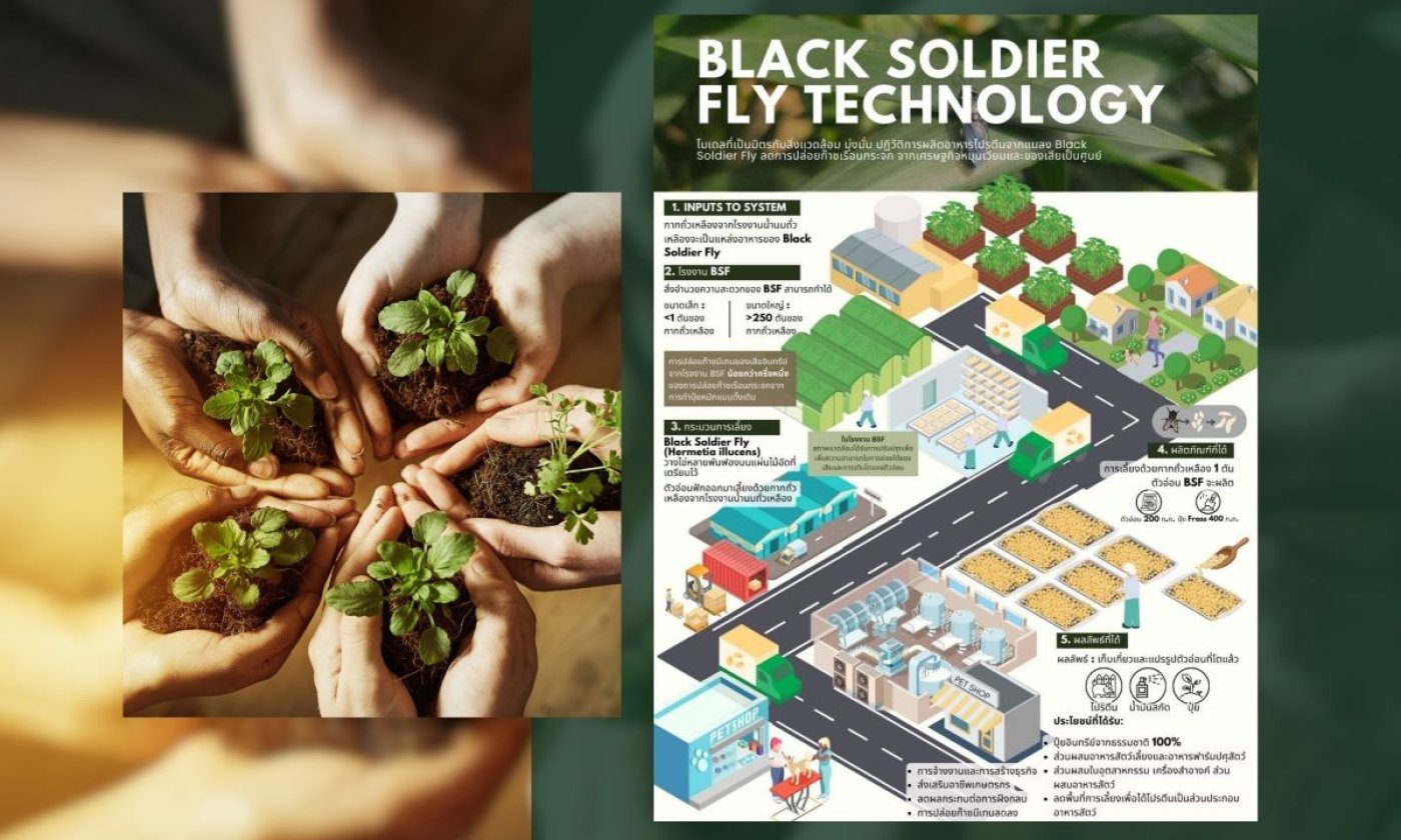 Technology for producing protein from insects BLACK SOLDIER FLY