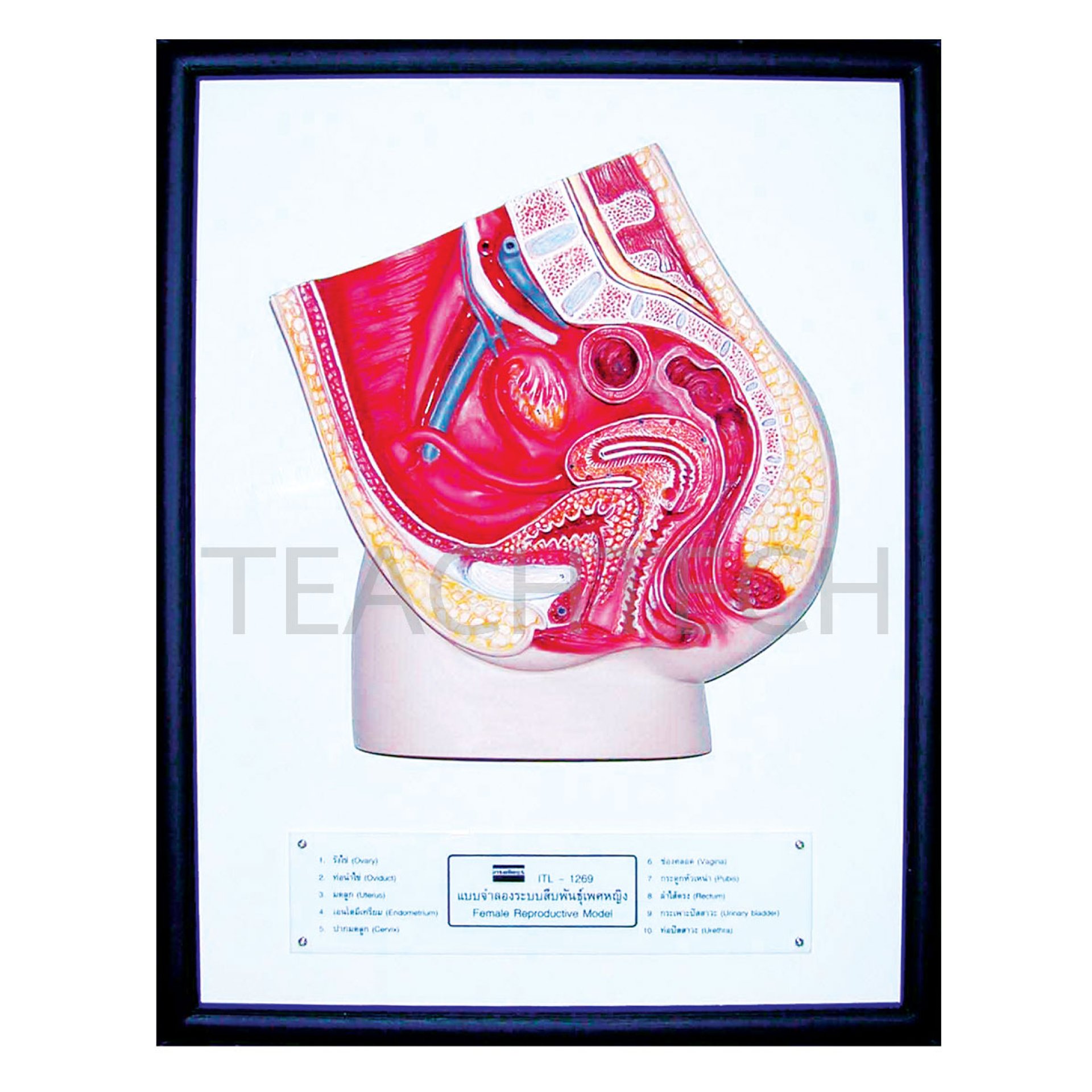 มนุษย์ - Teachtech.co.th