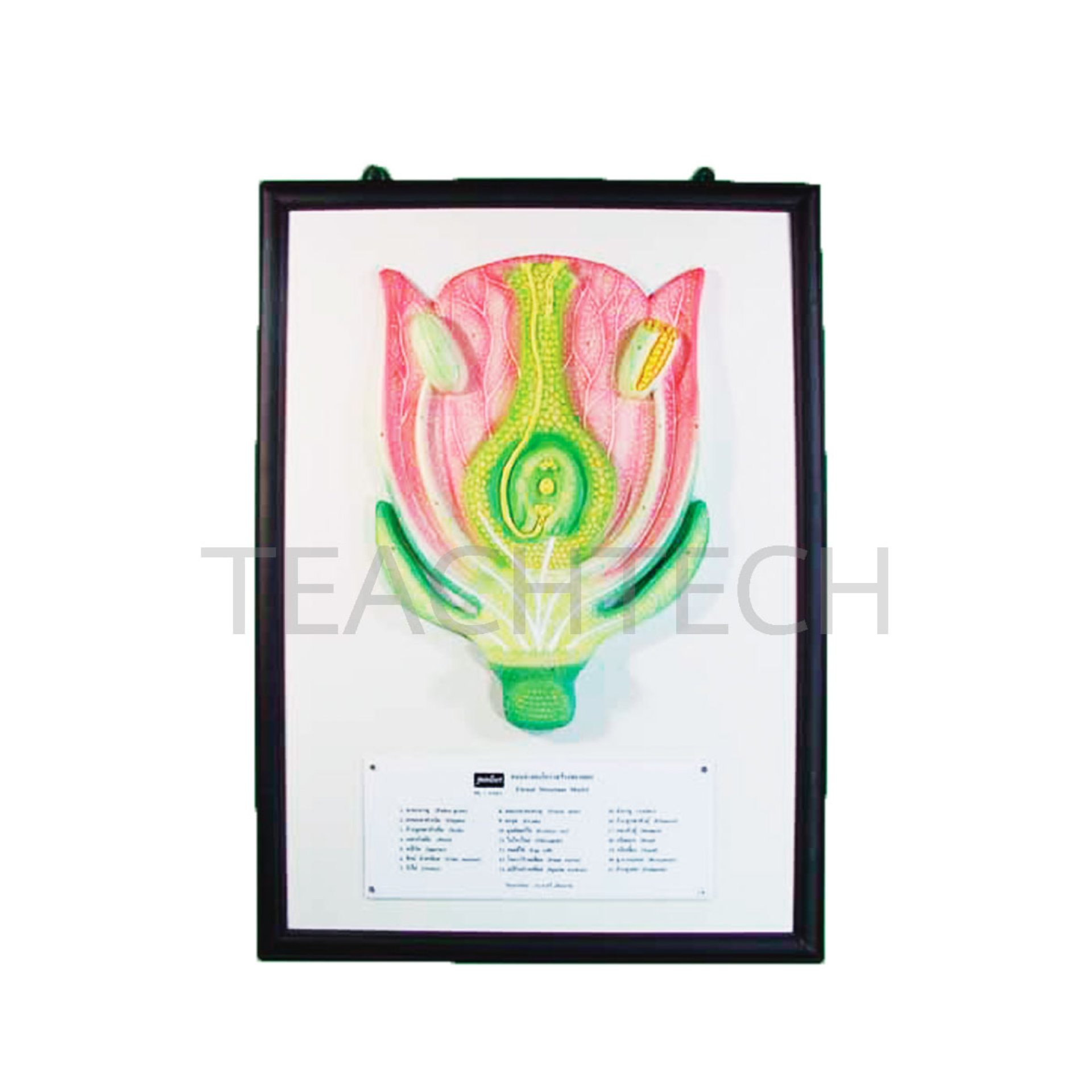 พืช - Teachtech.co.th