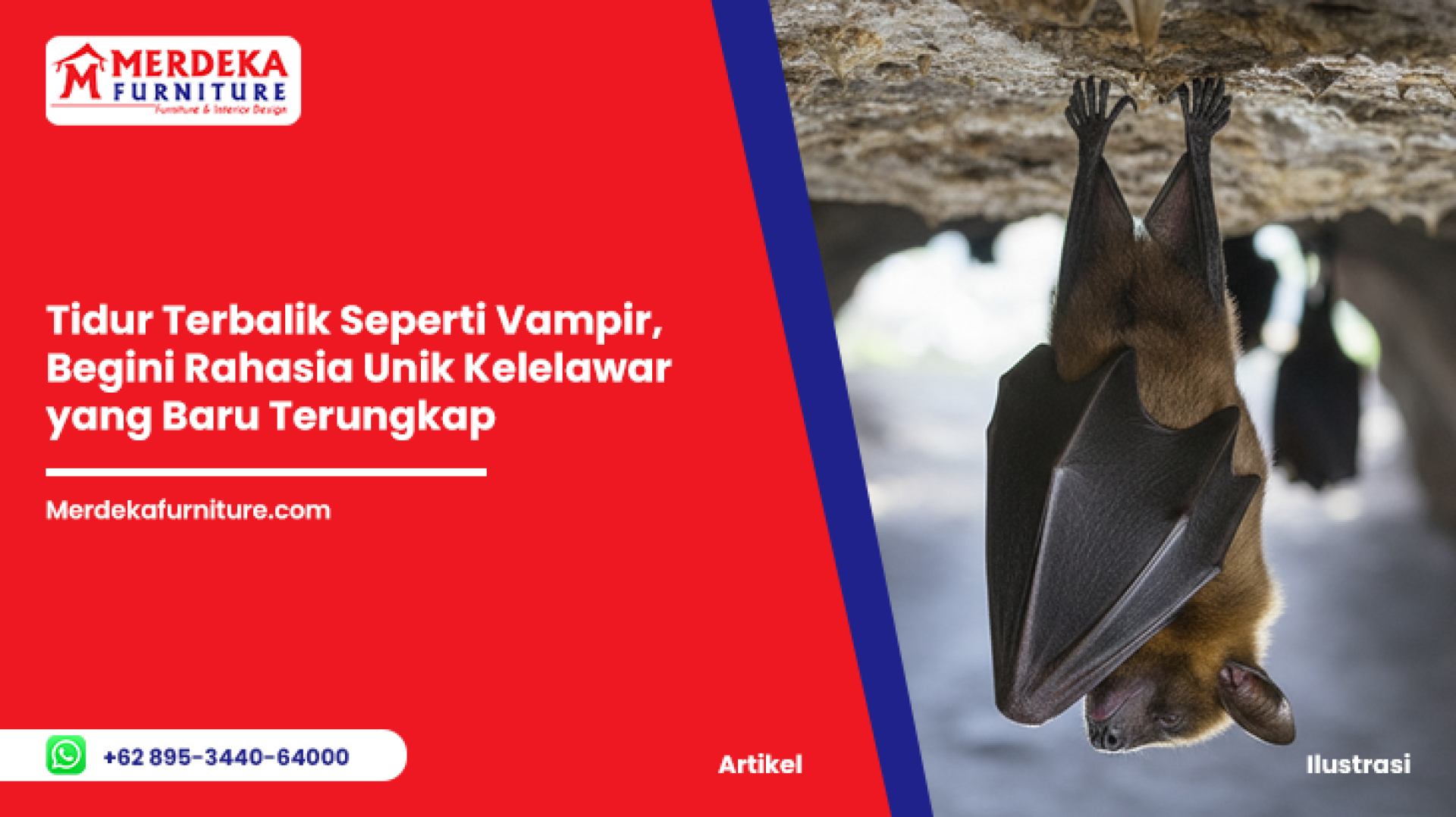 Tidur Terbalik Seperti Vampir, Begini Rahasia Unik Kelelawar yang Baru ...