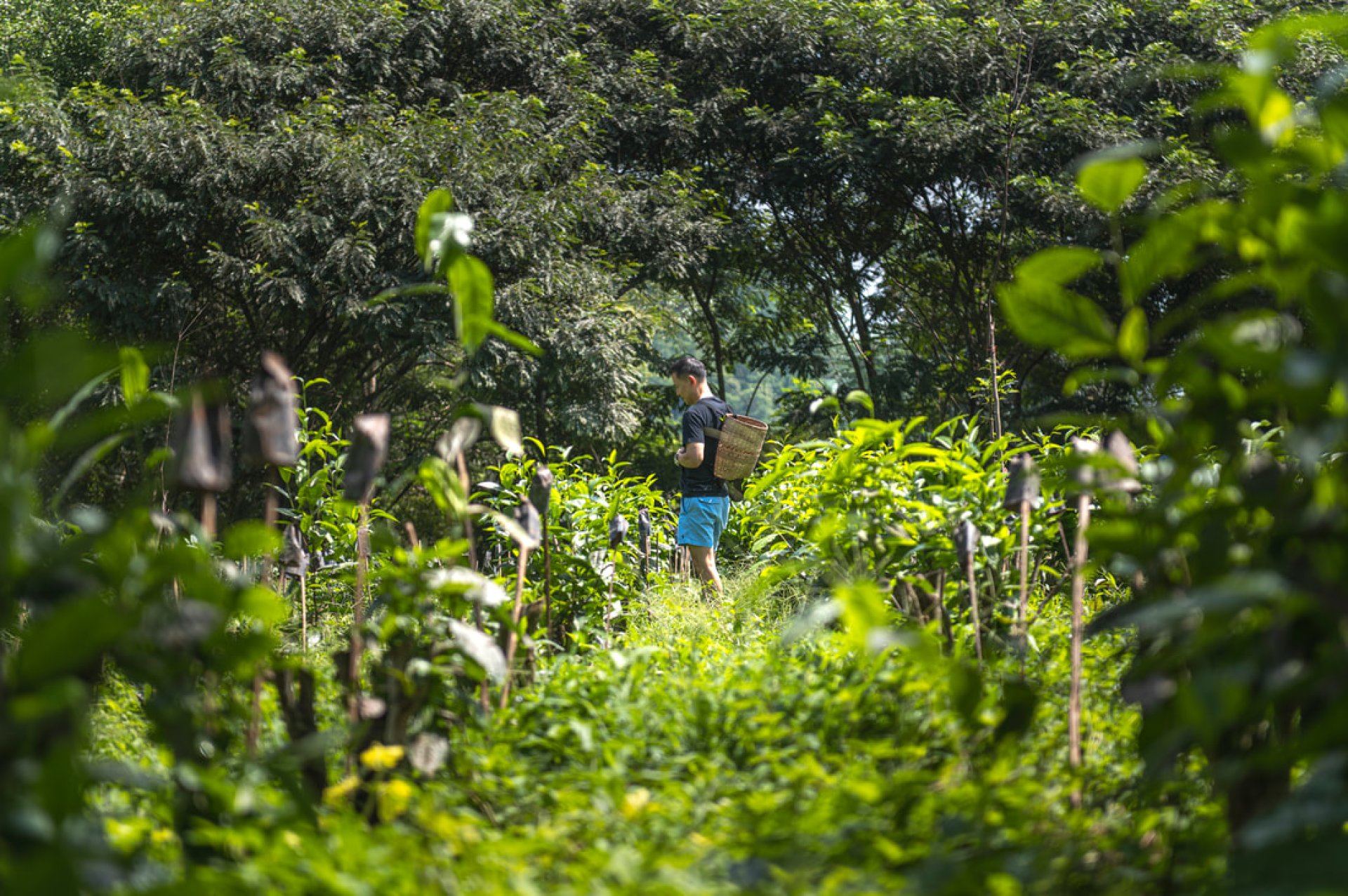 Th Tea Tour - araksatea.com