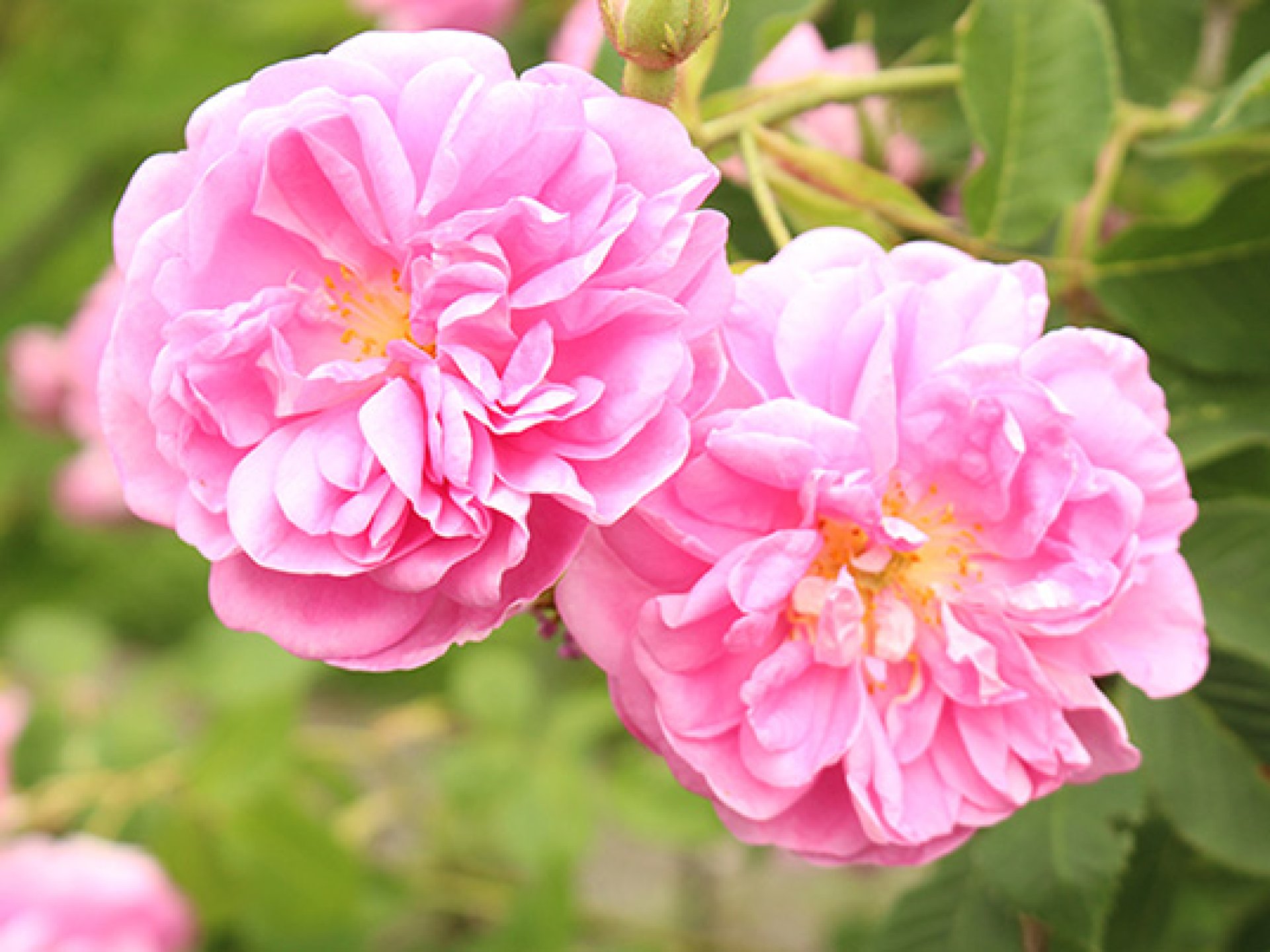 Rose Placenta