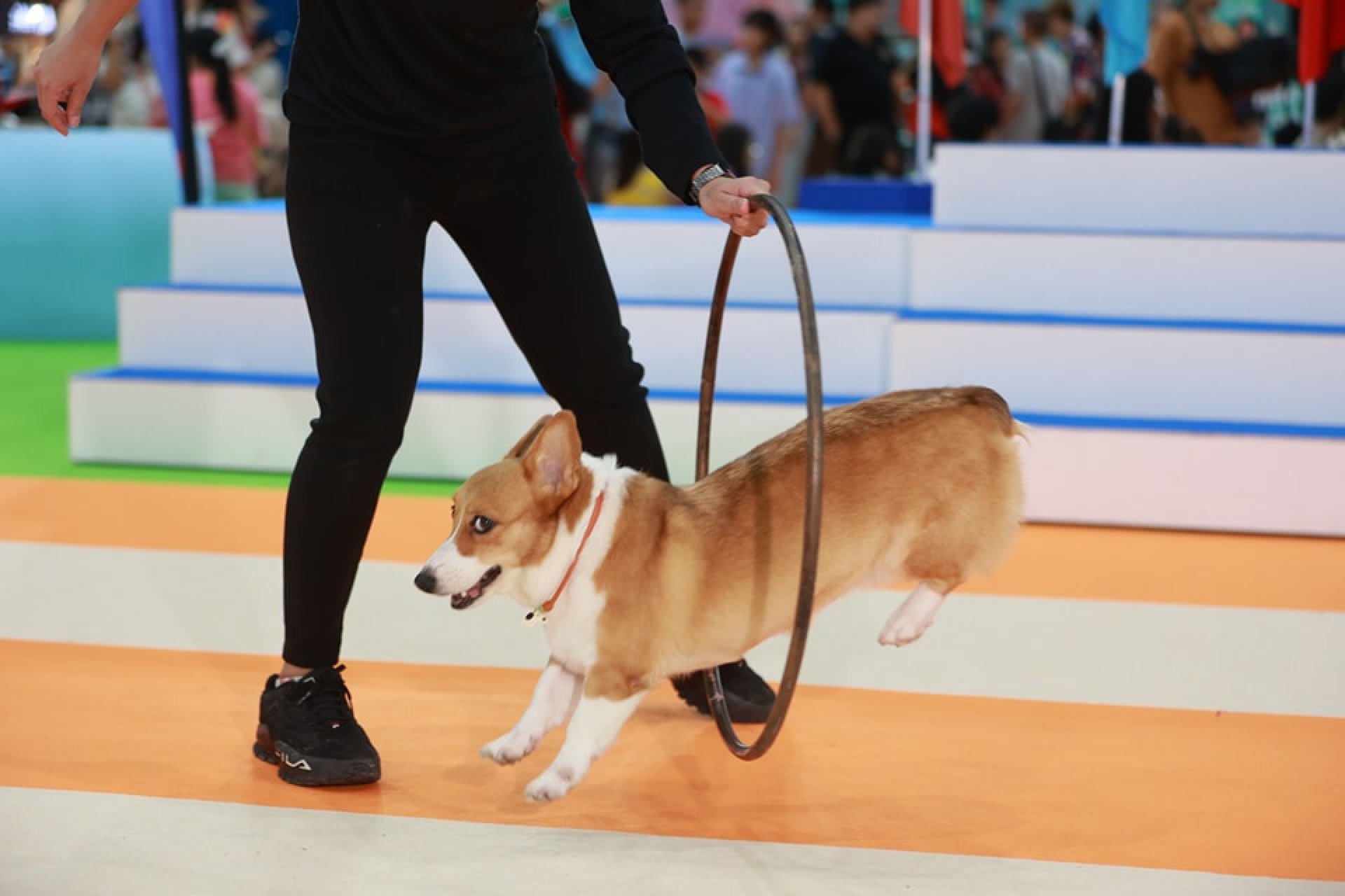 THE MALL LIFESTORE WORLD PUP EXPO 2024 มหกรรมความสนุกสุดยิ่งใหญ่ของชาวสี่ขา