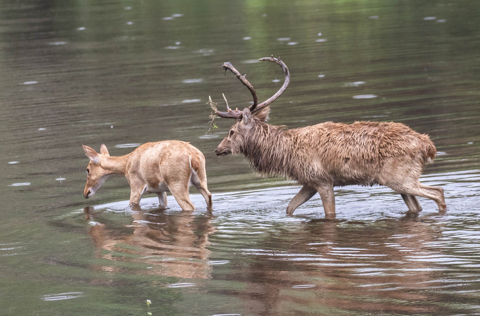 The endangered Eld’s deer at Huai Kha Khaeng Wildlife Sanctuary By ...