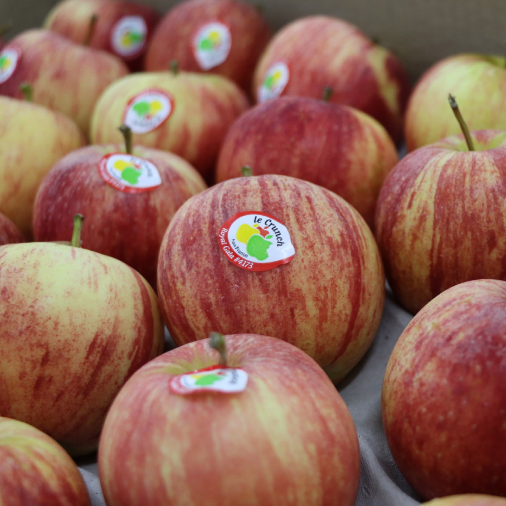 import - Namdhari's Thai Fresh | Fruits & Vegetables Import & Export