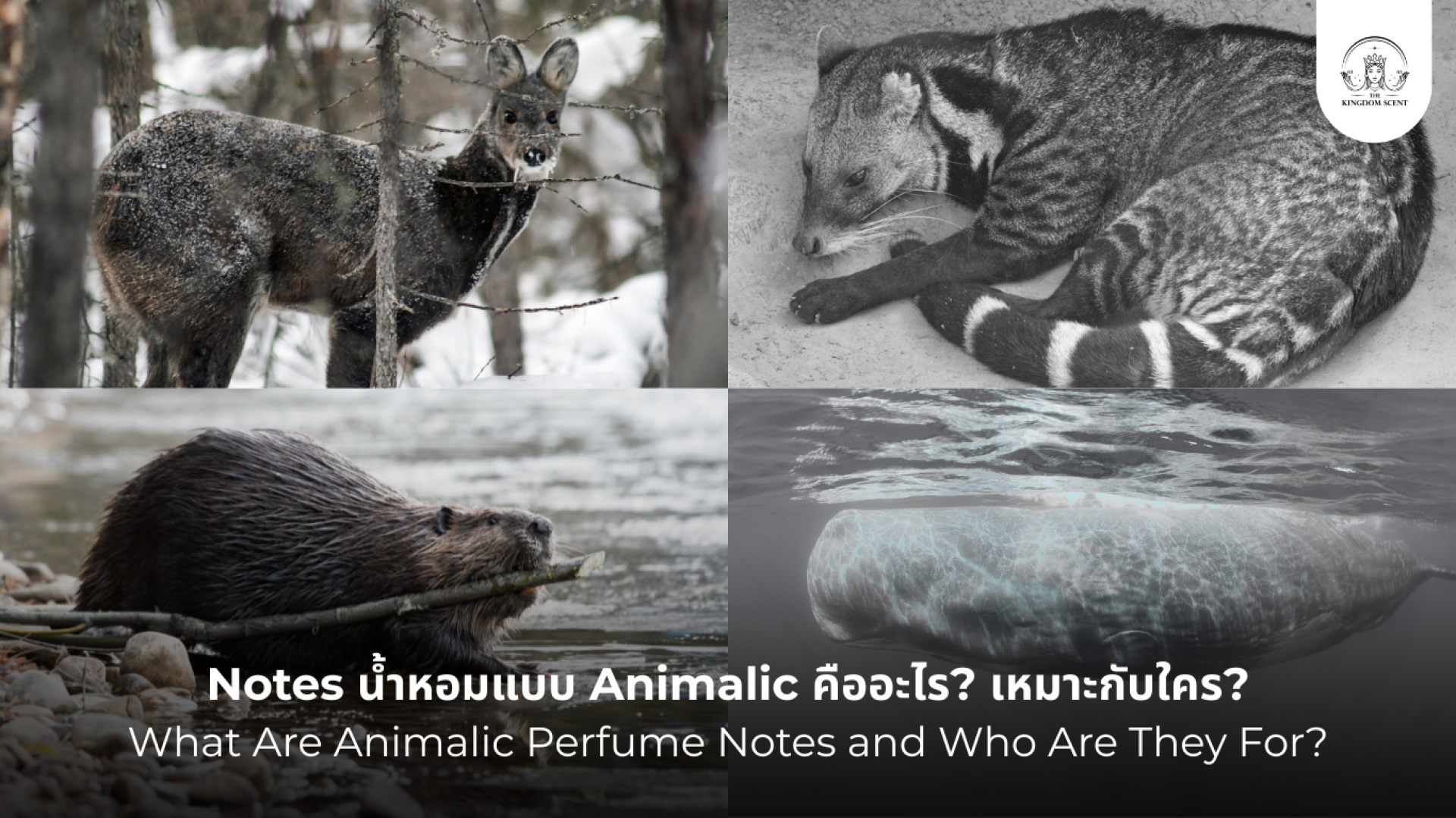 What Are Animalic Perfume Notes and Who Are They For?