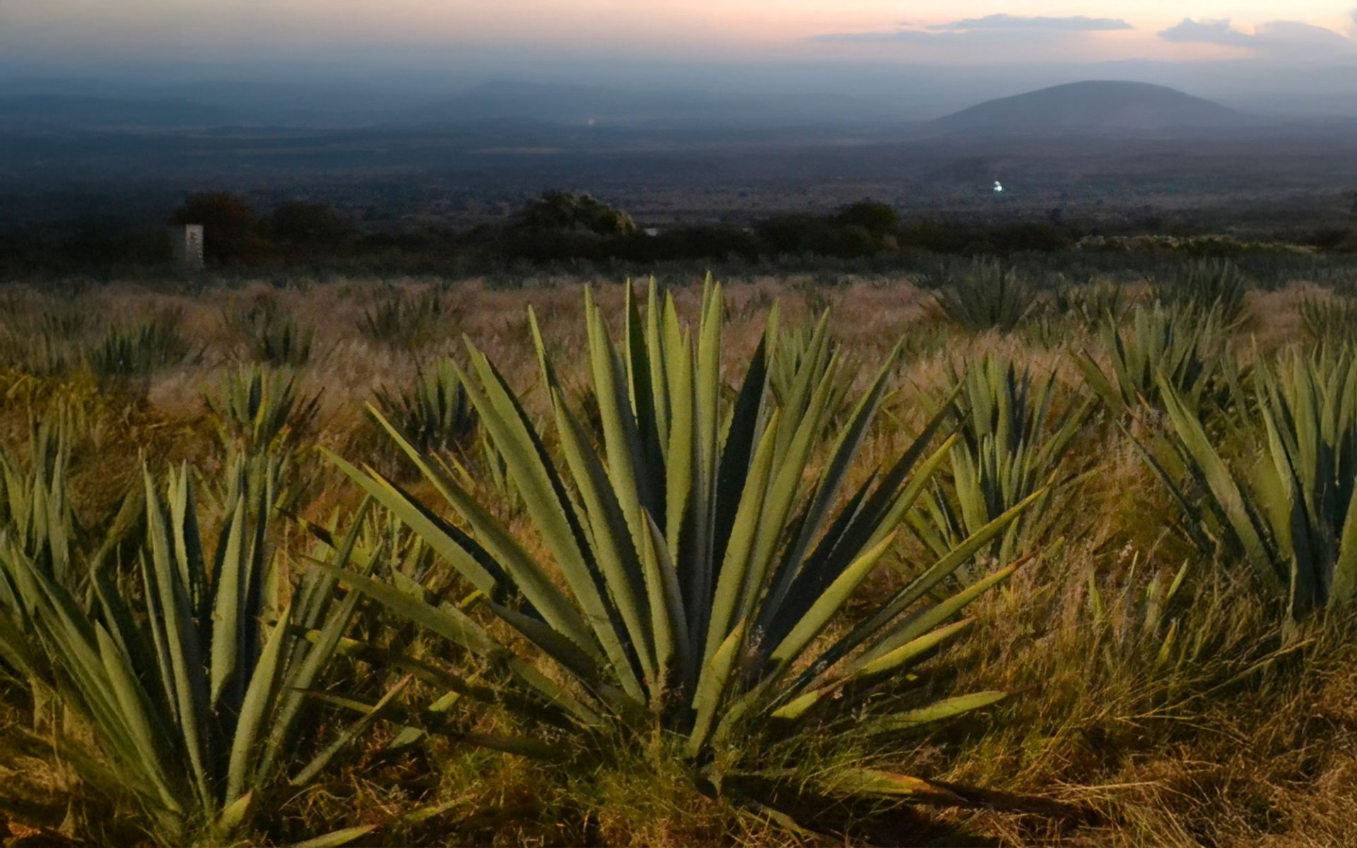 Agave: History, Origins & Tequila/Mezcal Uses | Rimping