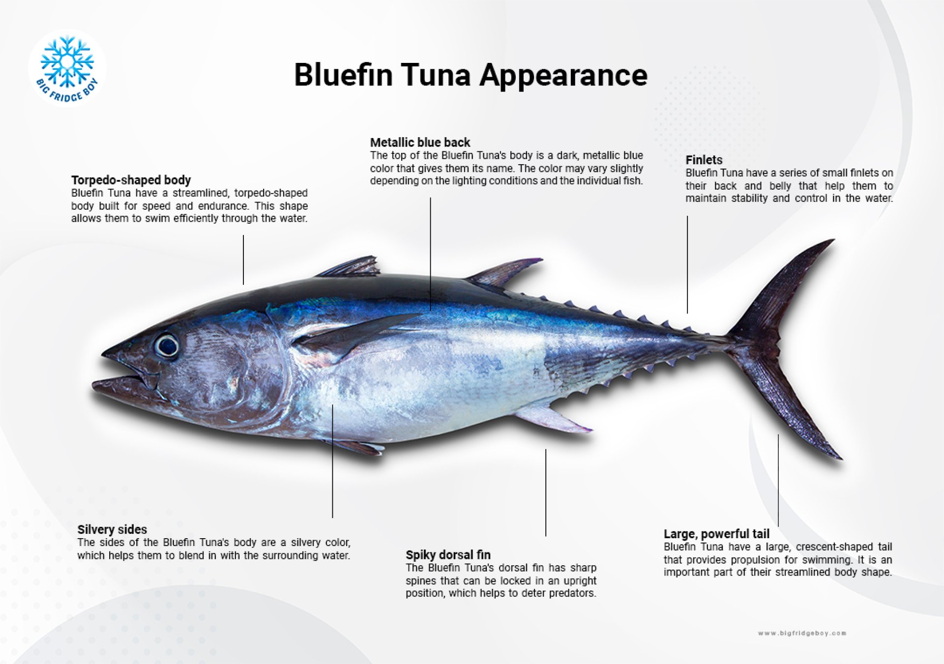 ปลาทูน่าครีบน้ำเงิน (Bluefin Tuna) Hon-Maguro คืออะไร