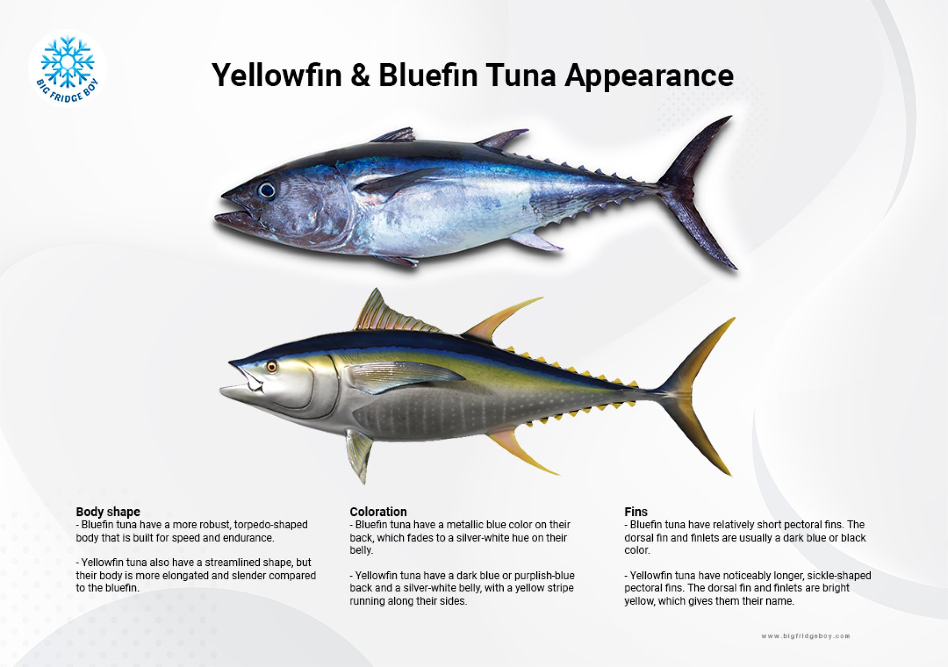 What is Yellowfin Tuna "Ahi tuna"