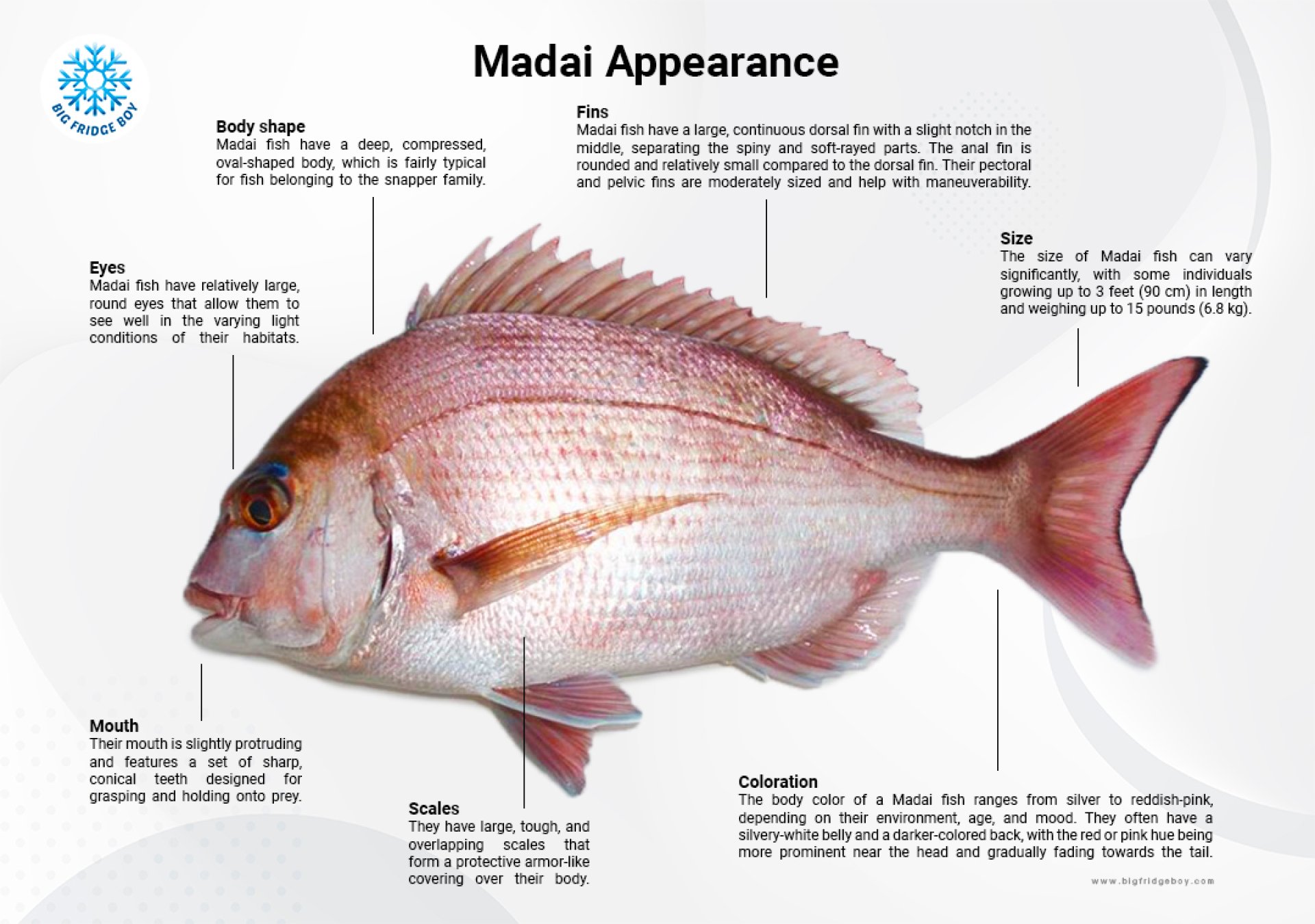 What is Madai fish (Japanese red snapper)