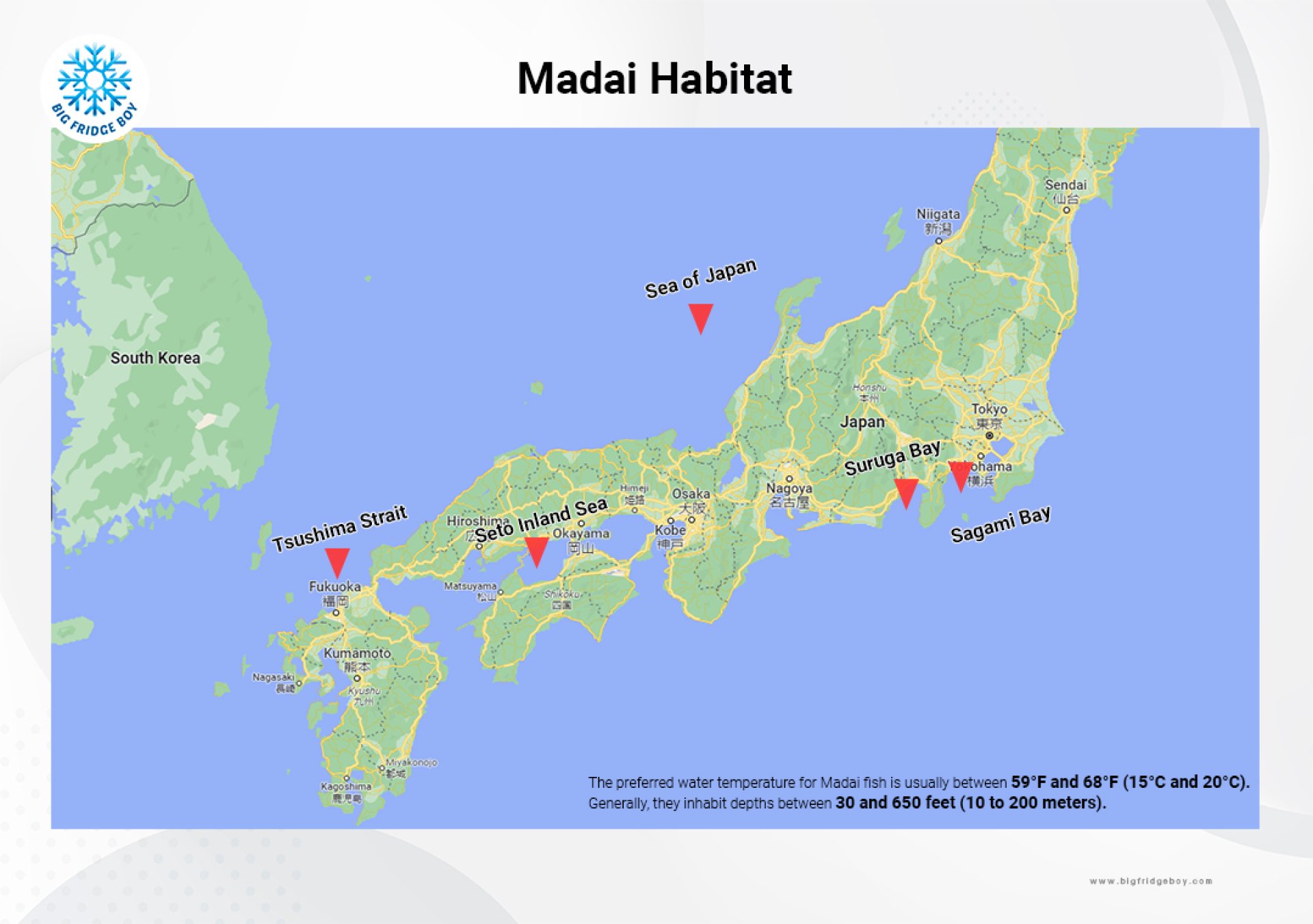 What is Madai fish (Japanese red snapper)