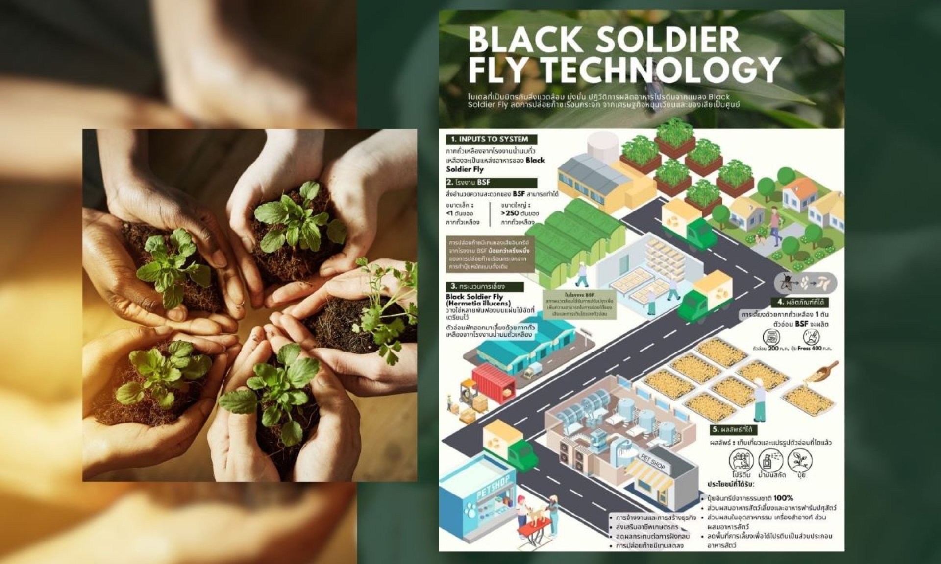 เทคโนโลยีผลิตโปรตีนจากแมลง BLACK SOLDIER FLY