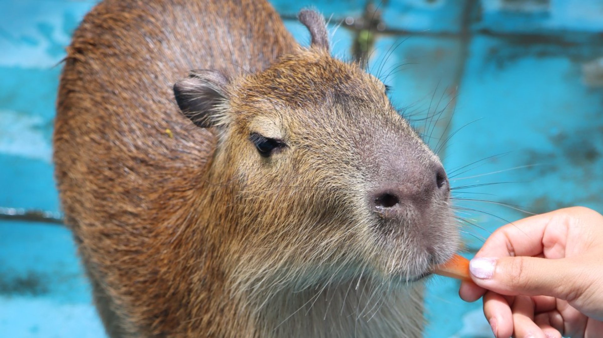 camelrepublicpark.com