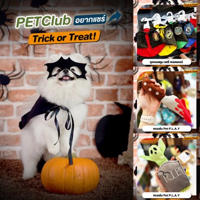 บทความทั้งหมด - petclub