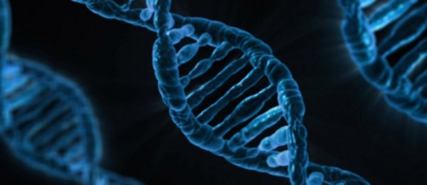 Scientists find genes responsible for mummified piglets - neosci