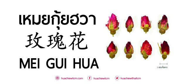 เหมยกุ้ยฮวา 玫瑰花: ข้อมูลสมุนไพรจีน - huachiewtcm