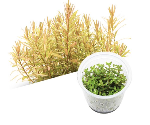 BIO Rotala sp. Ceylon IC439 - atlantis-jj-market