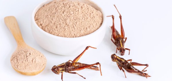 Interview with Three Food Operators on Insect-based Protein overview ...