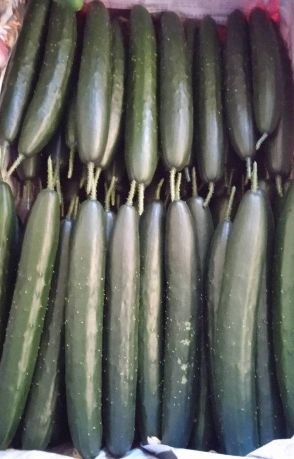Japanese cucumber - freshlyfoods-thailand