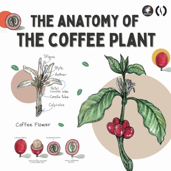 The anatomy of the coffee plant - ministryofroasters