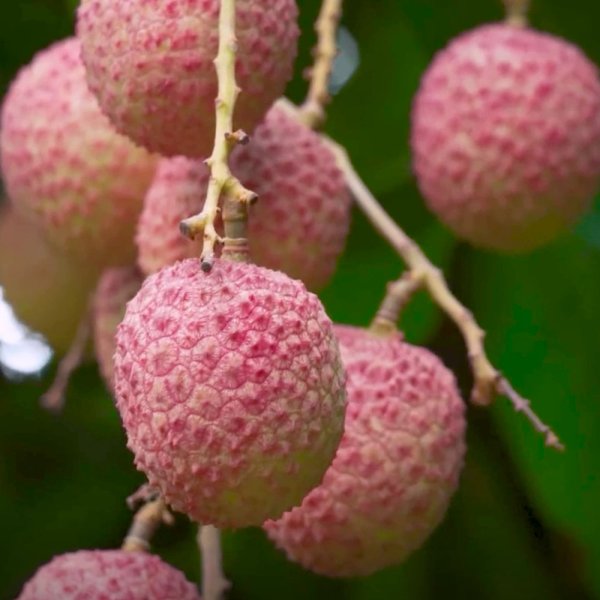 ลิ้นจี่ - successfruits