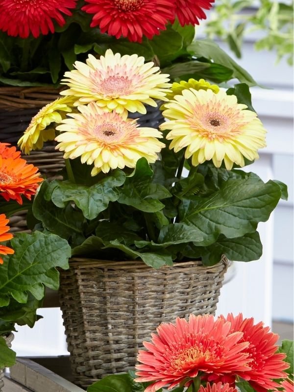 Gerbera - Cartwheel 20 Seeds - aga-agro