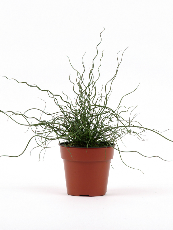 Color Grass Juncus 100 Seeds - aga-agro