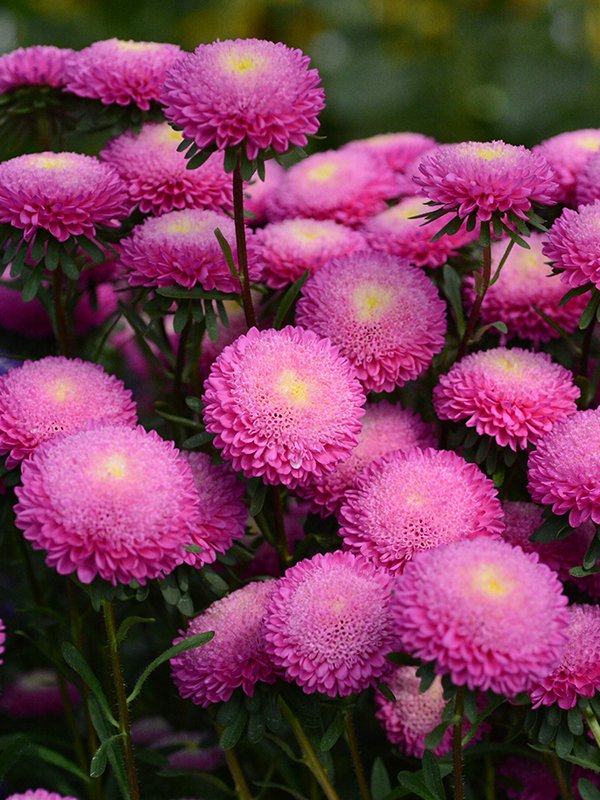 Aster Cut Flower - Bonita 1000 Seeds - aga-agro