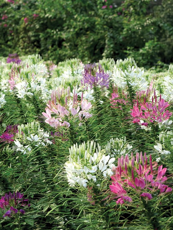 Cleome - Sparkler 100 Seeds - aga-agro