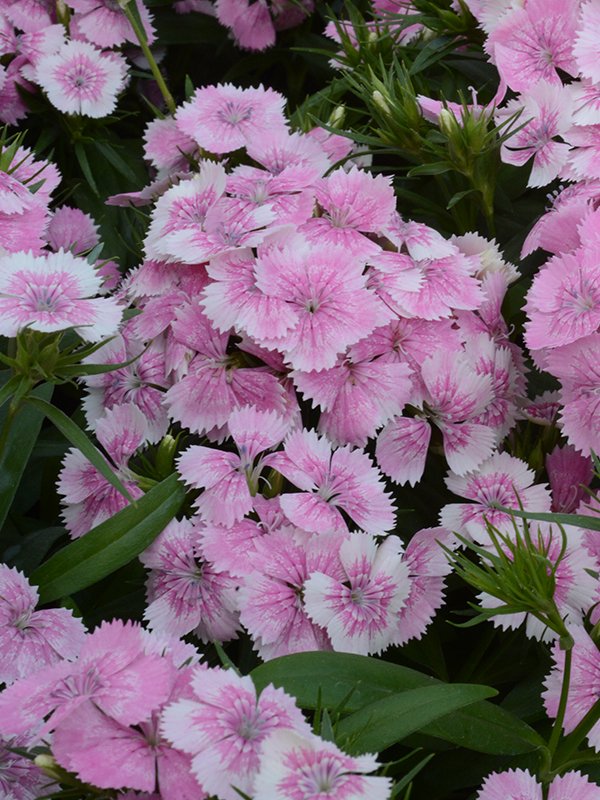 Dianthus Barbatus - Diabunda 100 Seeds - aga-agro
