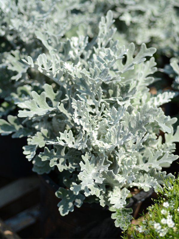 Dusty Miller 100 Seeds - aga-agro