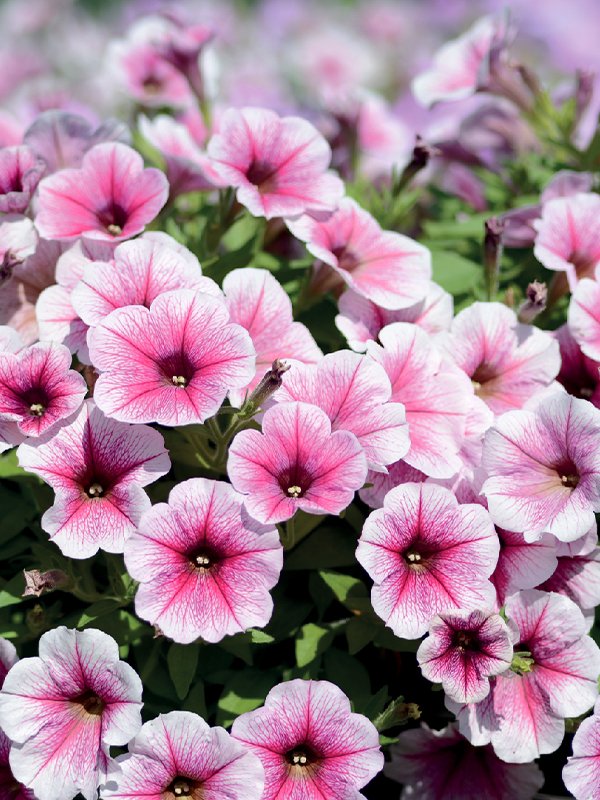 Petunia Trailing - Opera Supreme 100 Seeds - aga-agro