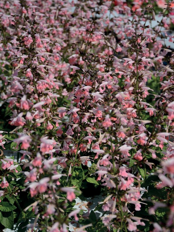 Salvia Coccinea - Summer Jewel 100 Seeds - aga-agro