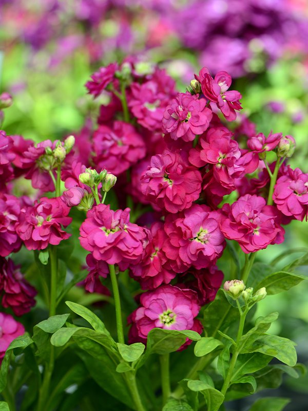 Stock - Mime 100 Seeds - aga-agro