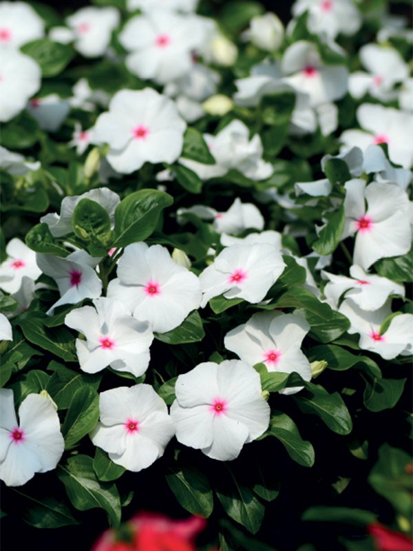 Vinca Upright - Blockbuster 100 Seeds - aga-agro