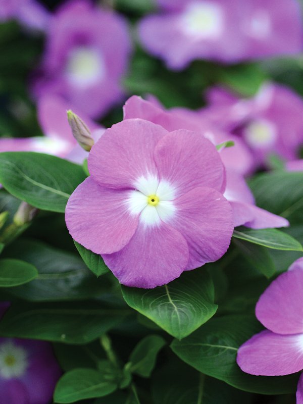 Vinca Upright - Titan 100 Seeds - aga-agro