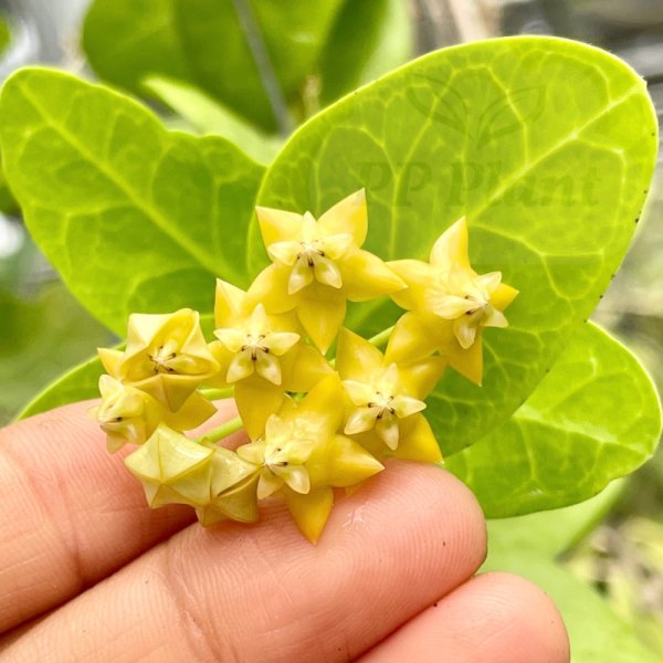 Hoya cummingiana sp. bruno purworejo - ppplant