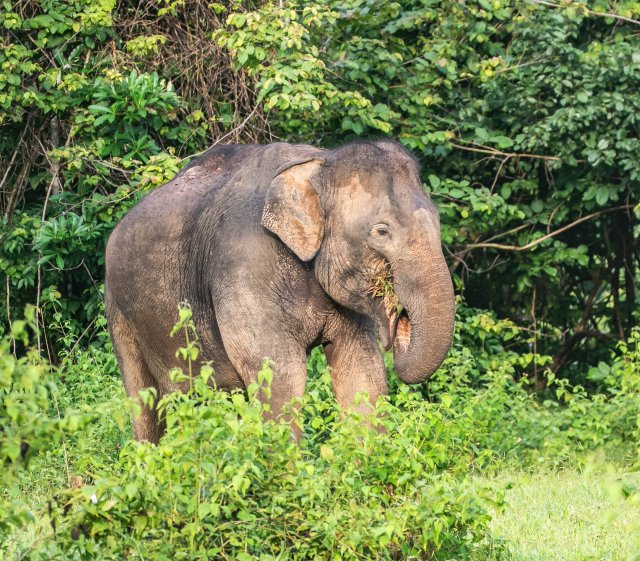 Kuiburi National Park by Pongpol Adireksarn