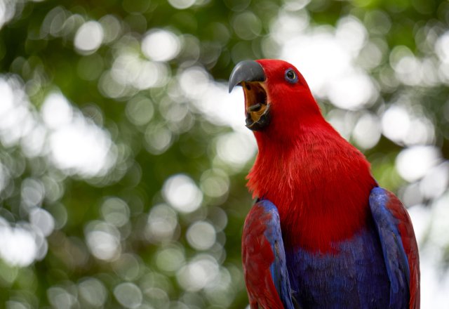 How to care for a Eclectus Parrot