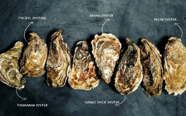 เจาะลึกประเภทหอยนางรมทั่วโลก: รสชาติและถิ่นกำเนิด