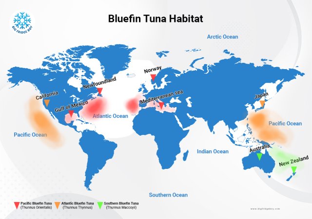ปลาทูน่าครีบน้ำเงิน (Bluefin Tuna) Hon-Maguro คืออะไร