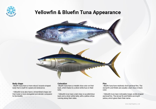 What is Yellowfin Tuna "Ahi tuna"